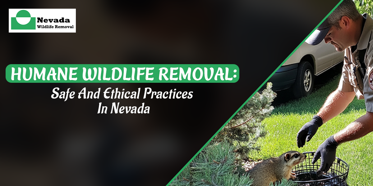 Humane Wildlife Removal: Safe & Ethical Practices in Nevada